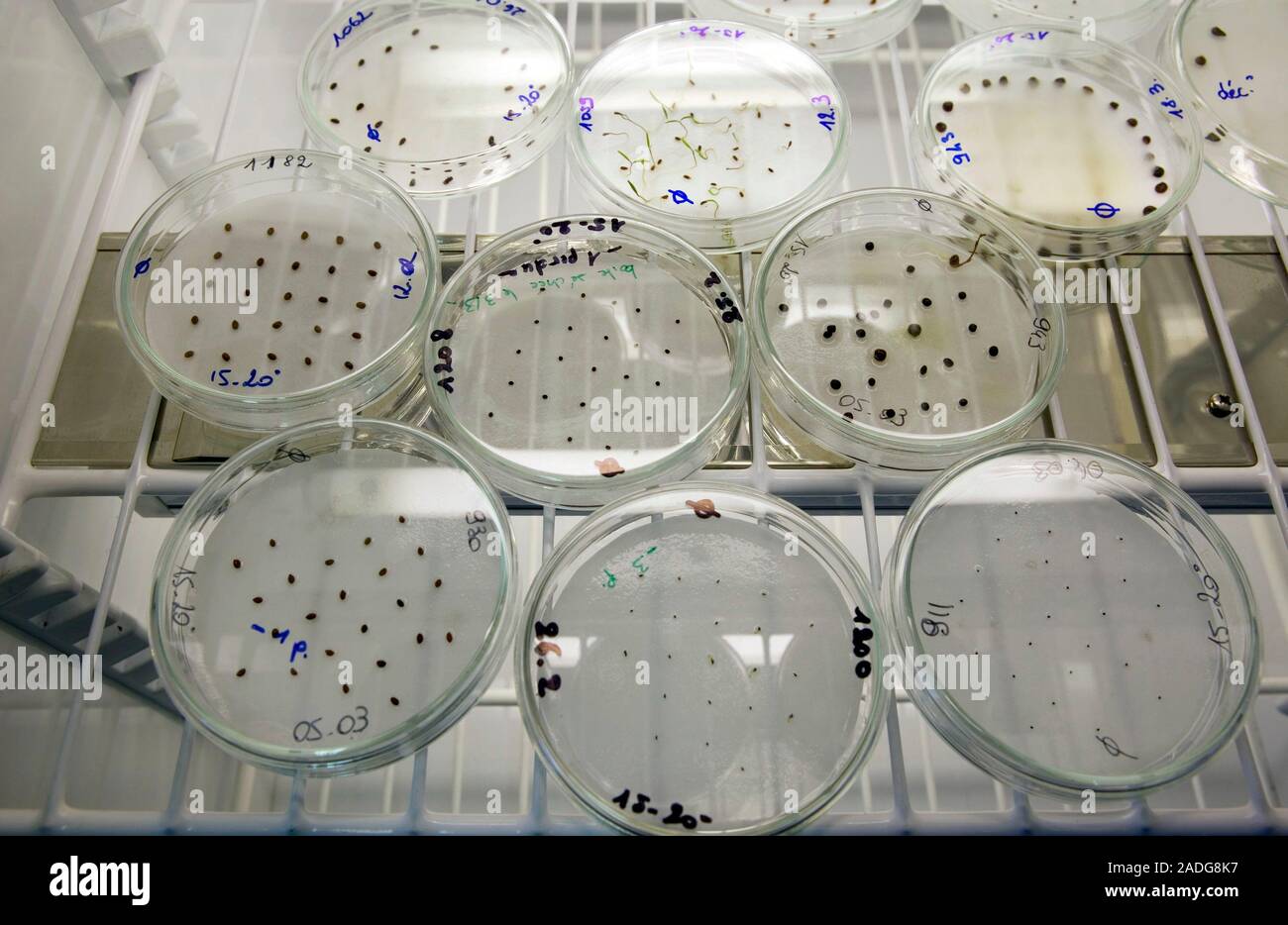 Germination experiment using the seeds of Sisymbrium supinum plants ...
