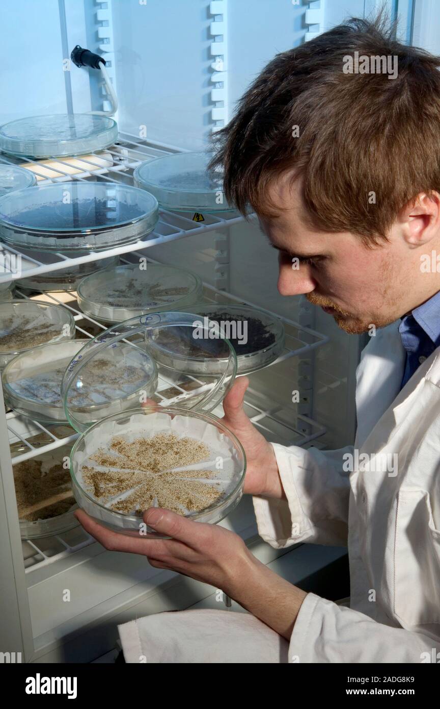 Plant research using Sisymbrium supinum. The scientist is holding dish ...
