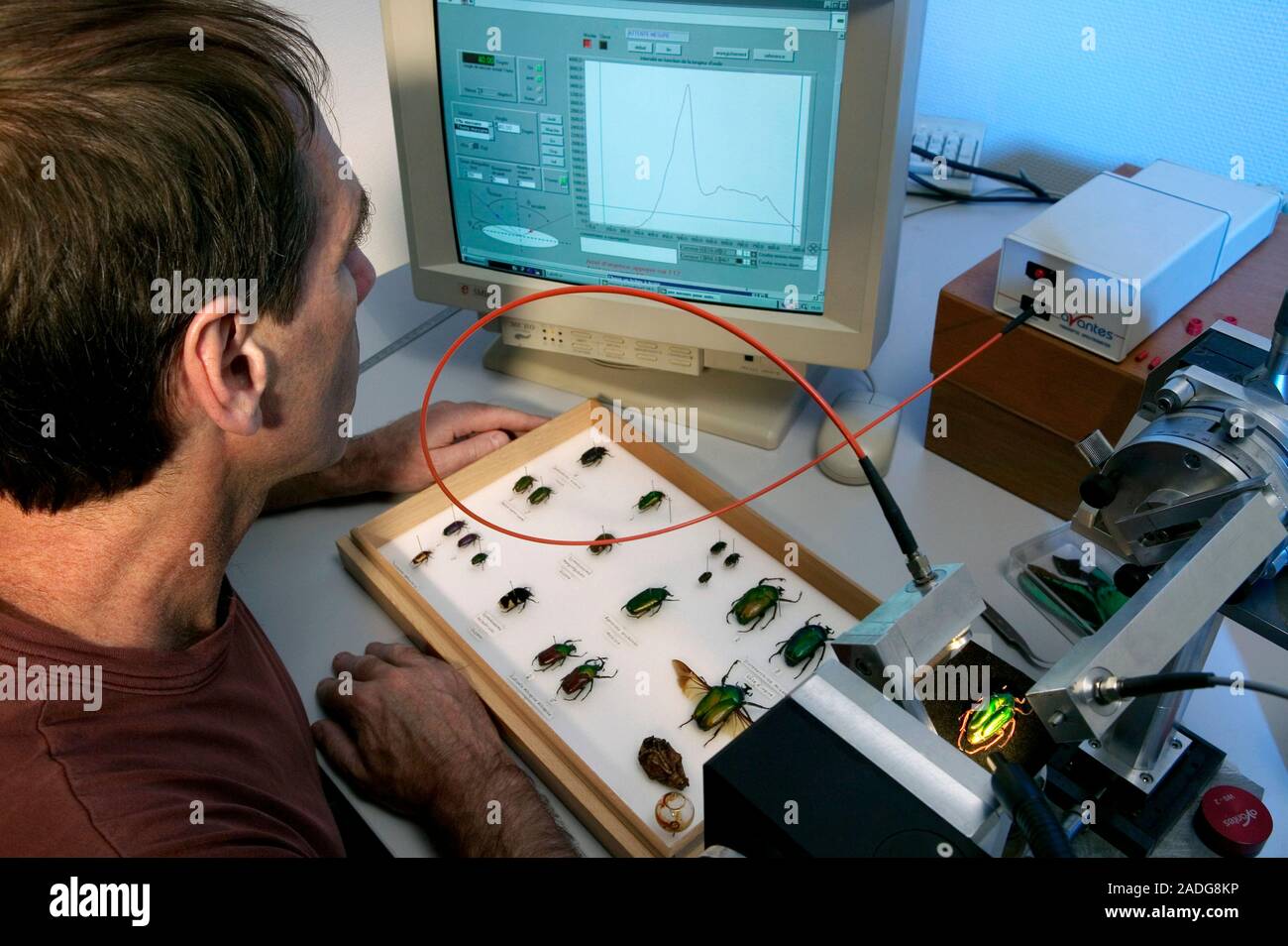 Studying insect wing case colour. Scientist using a ...