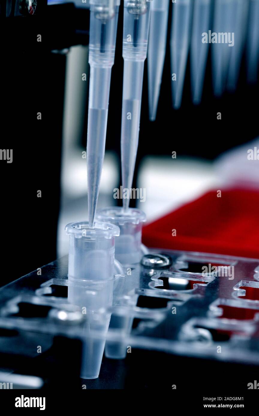 Biological research. Multipipette dispensing liquid into Eppendorf ...