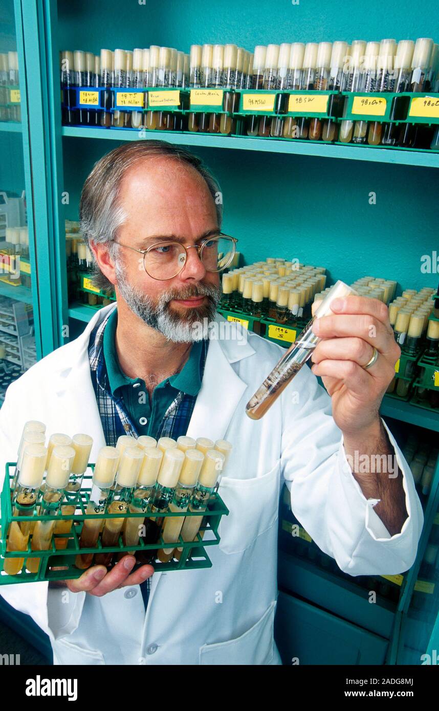 Plant pathologist comparing different root pathogens that can affect ...