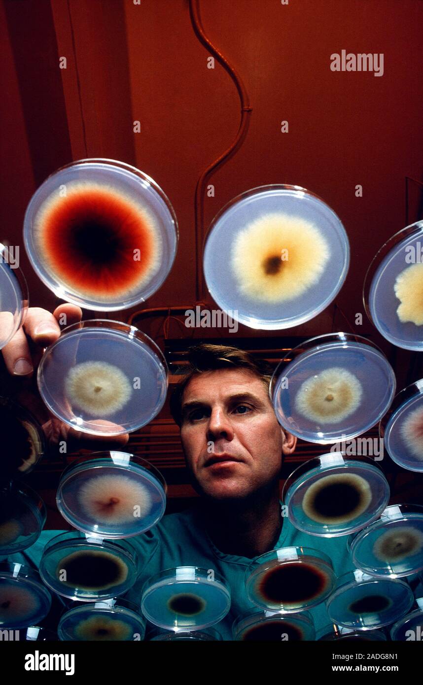 Biological control research. Plant pathologist examining fungi that ...