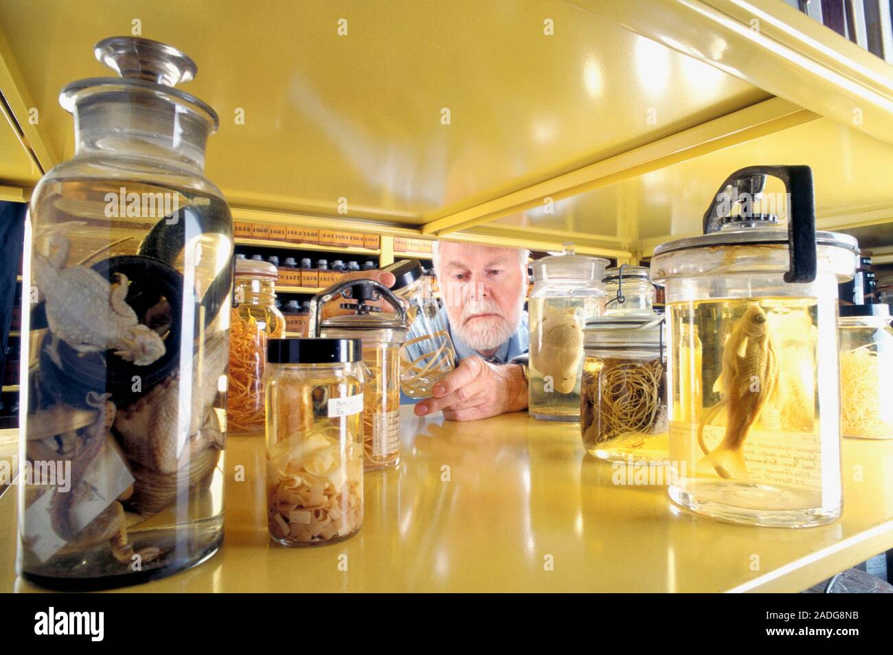 Parasitology research. Curator retrieving a preserved specimen from the ...