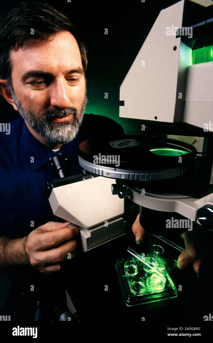 Cell culture research. Zoologist examining a culture of bovine (cow ...