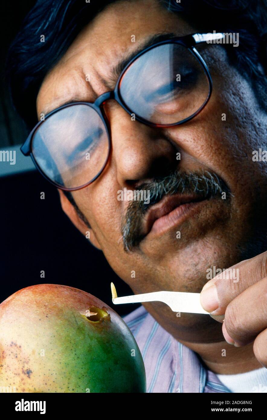 Fruit spoiling research. Technician infecting a mango with a fruit fly ...