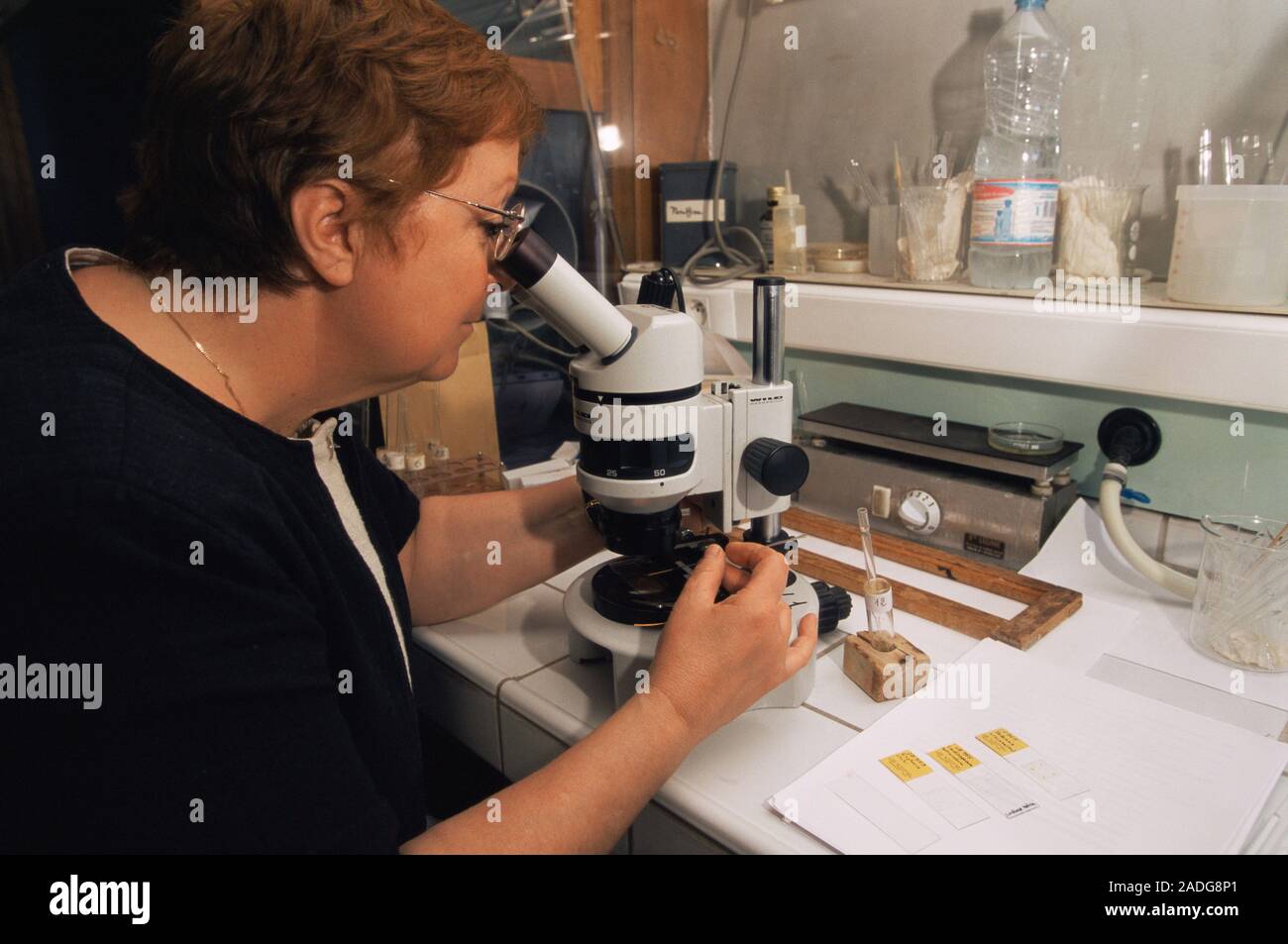 Pollen researcher preparing pollen plates for a pollen library. The ...