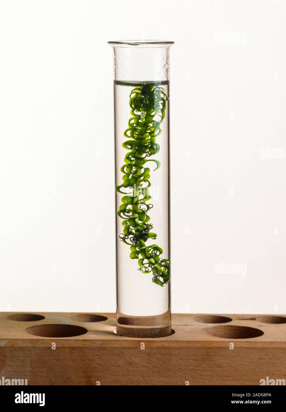 Photosynthesis. Test tube of a photosynthesising water weed plant. Also ...
