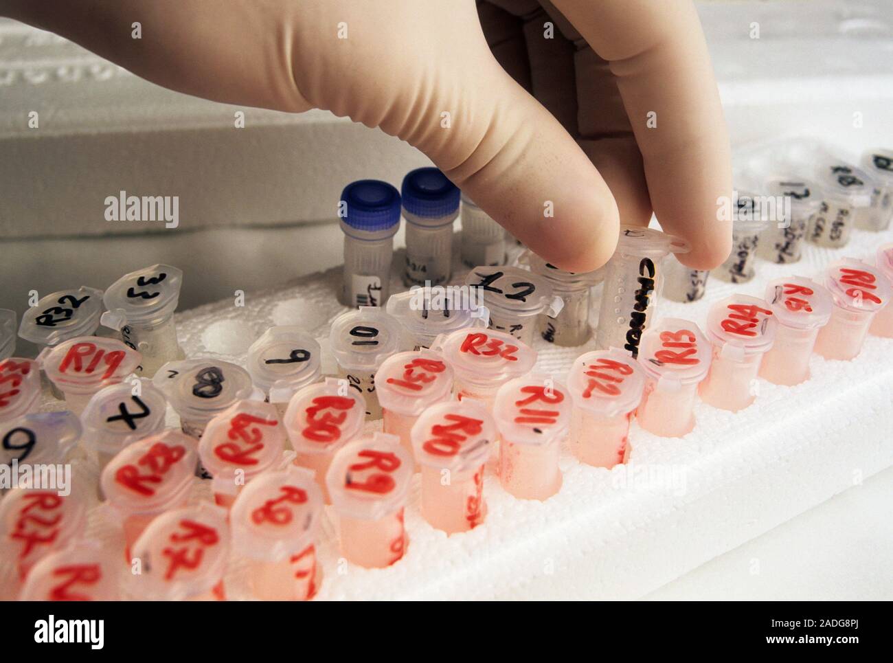 Grape vine DNA research. Rack of vials containing the DNA from samples ...