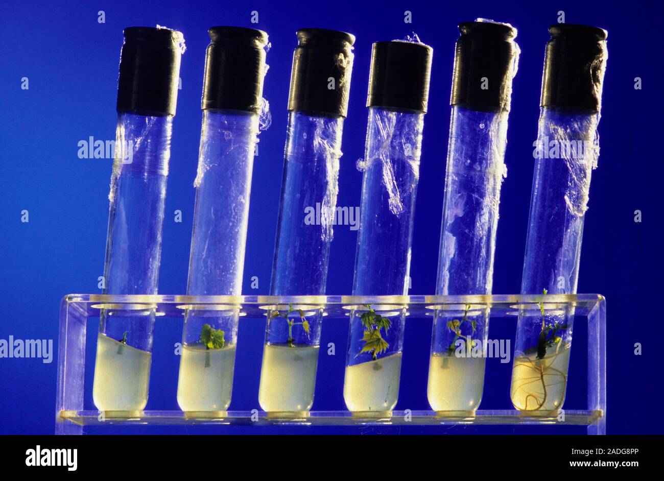 Genetic modification of vines. Cultivating different varieties of vines ...