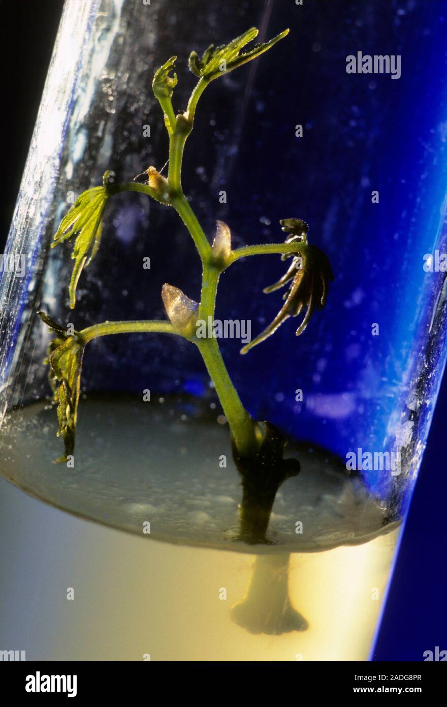 Genetic modification of vines. Cultivating different varieties of vines ...