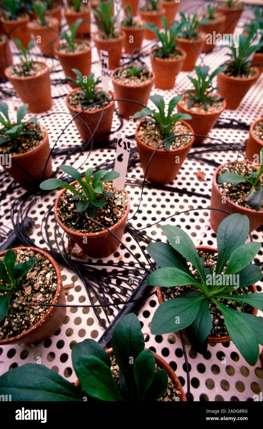 Plant research. Plants growing in pots in a climate-controlled ...