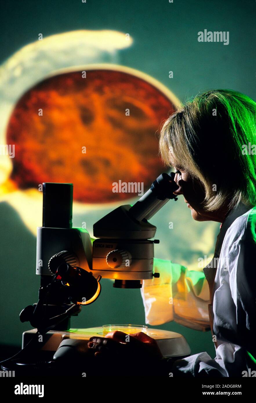 Mycorrhiza research. Microbiologist studying a mycorrhiza under a light ...