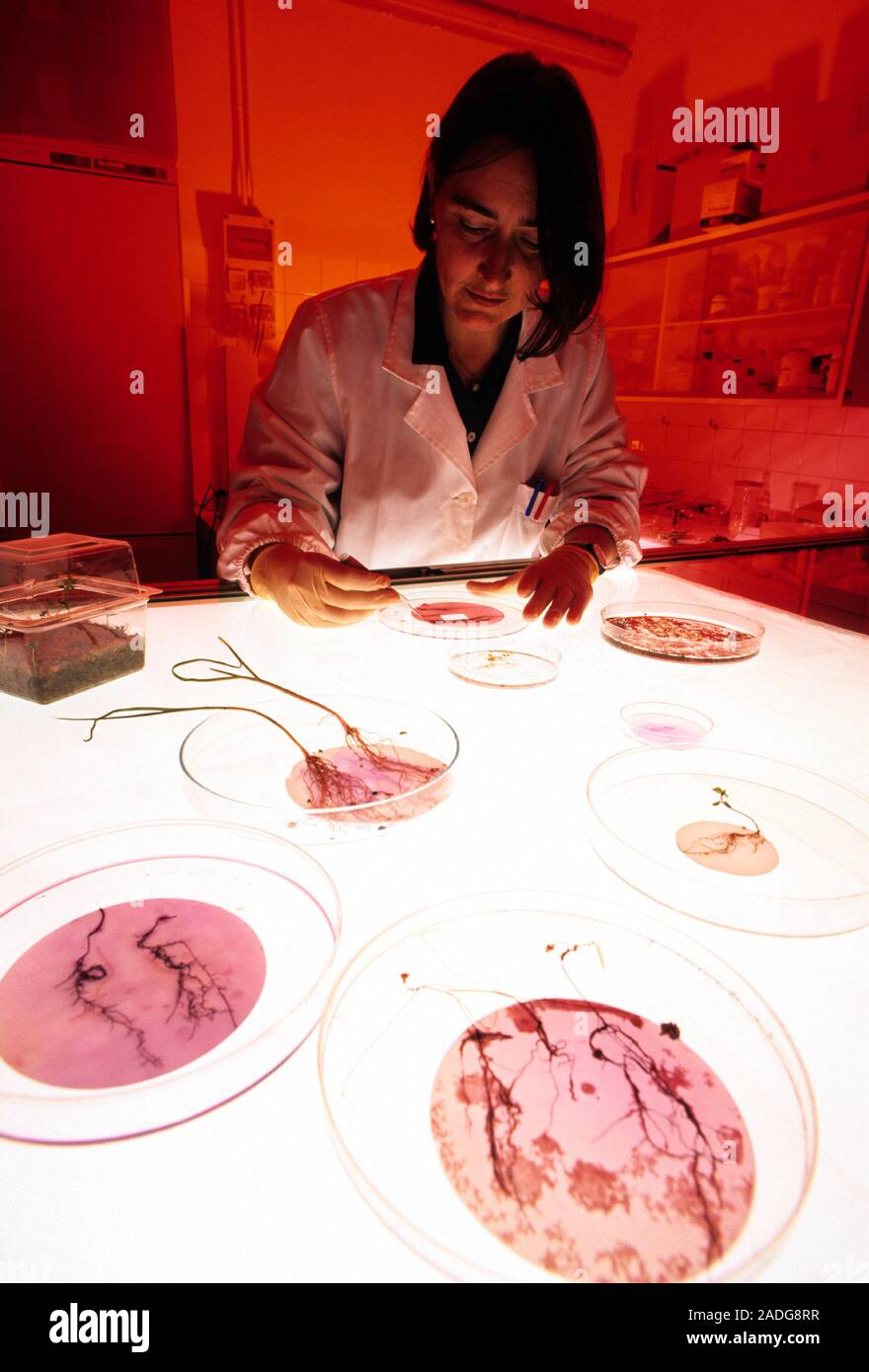Mycorrhiza research. Researcher inoculating plant roots with an ...