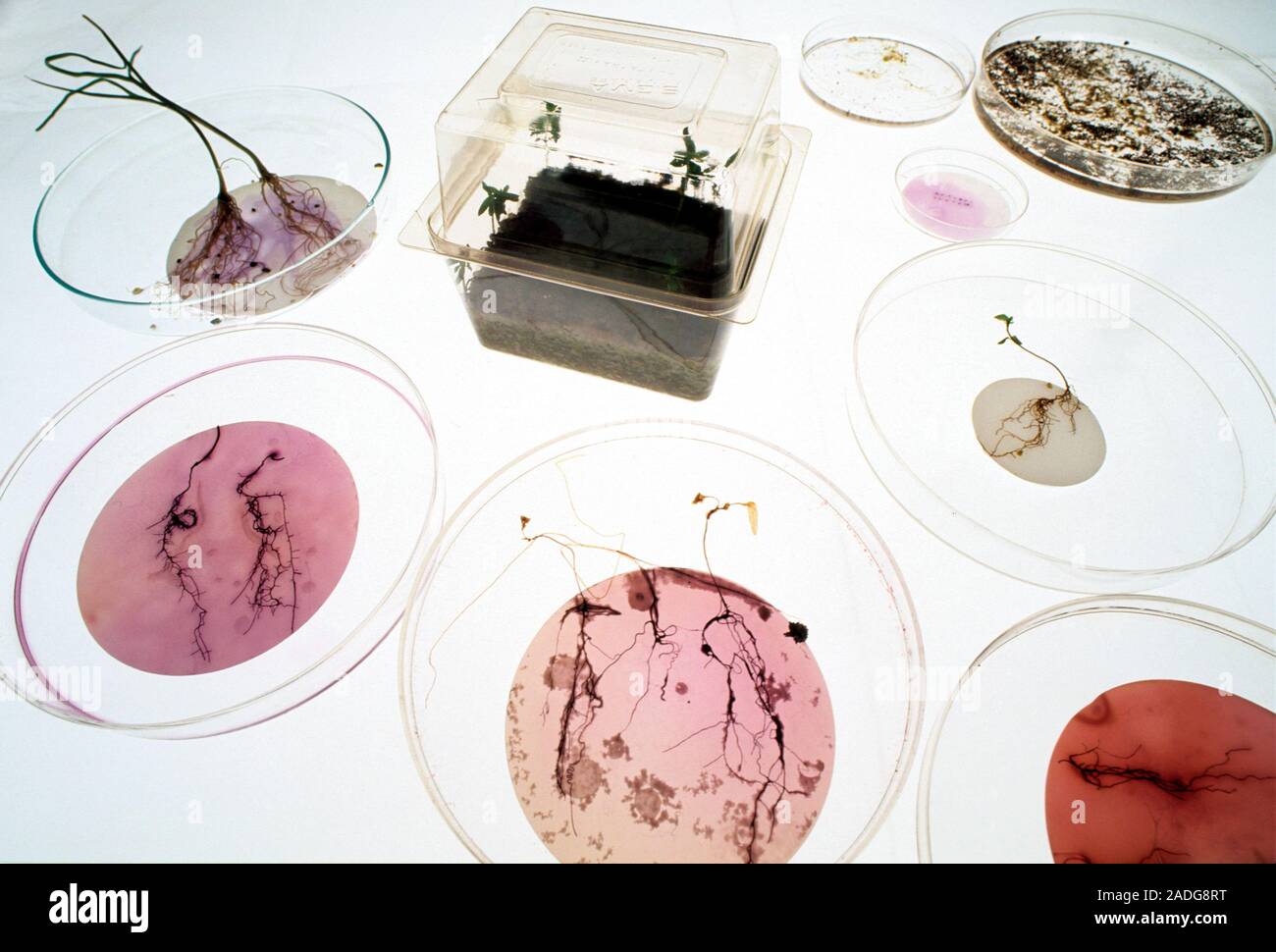Mycorrhiza research. The endomycorrhizal fungus Glomus sp. is at top ...