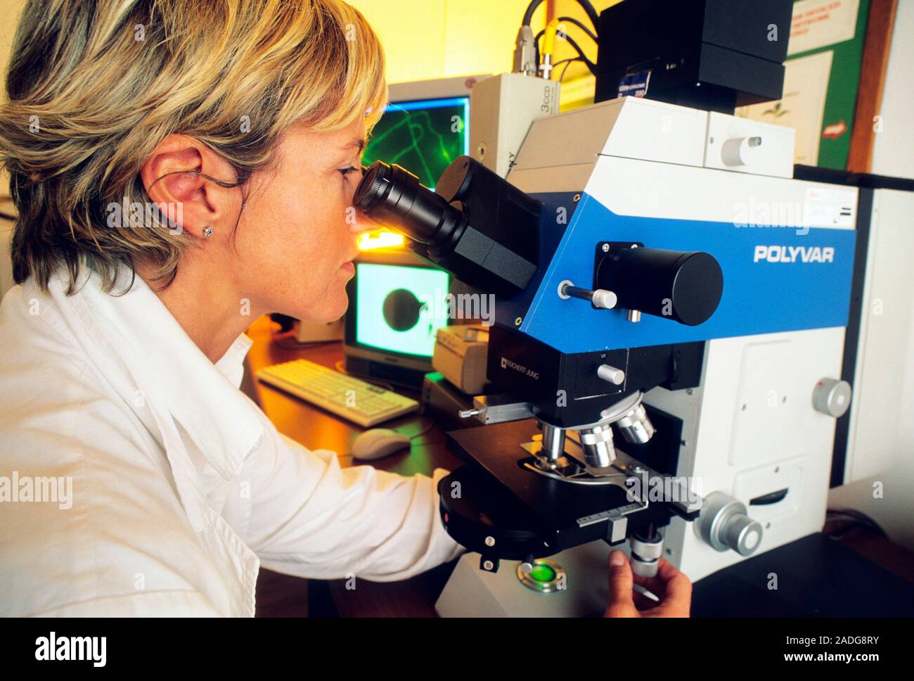 Mycorrhiza research. Microbiologist using a light microscope to study a ...