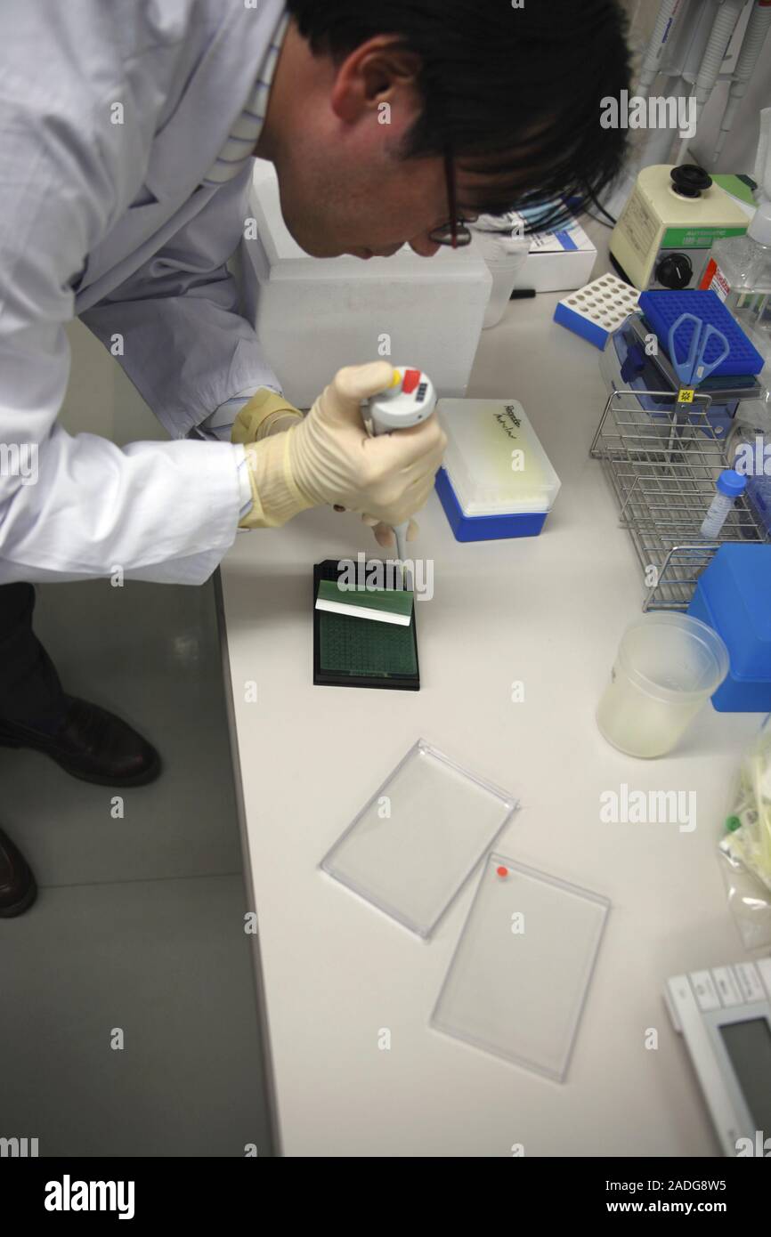 MODEL RELEASED. Proteomics research. Researcher pipetting protein samples into a tray, which ...