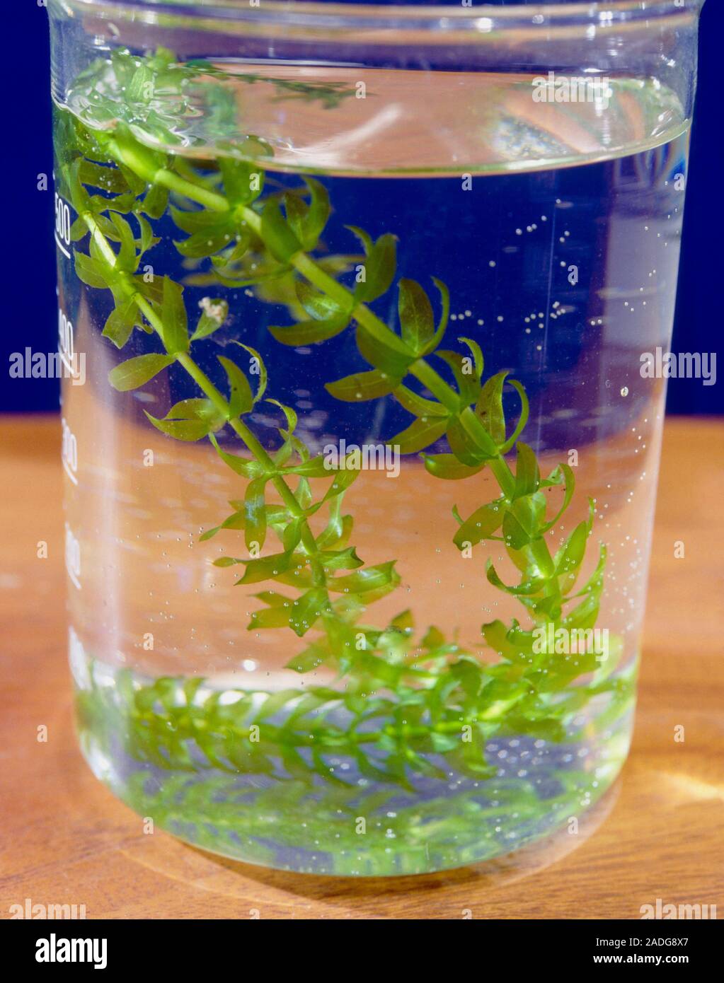 Photosynthesis in aquatic plants. Pond weed (Elodea sp.) in a beaker of ...