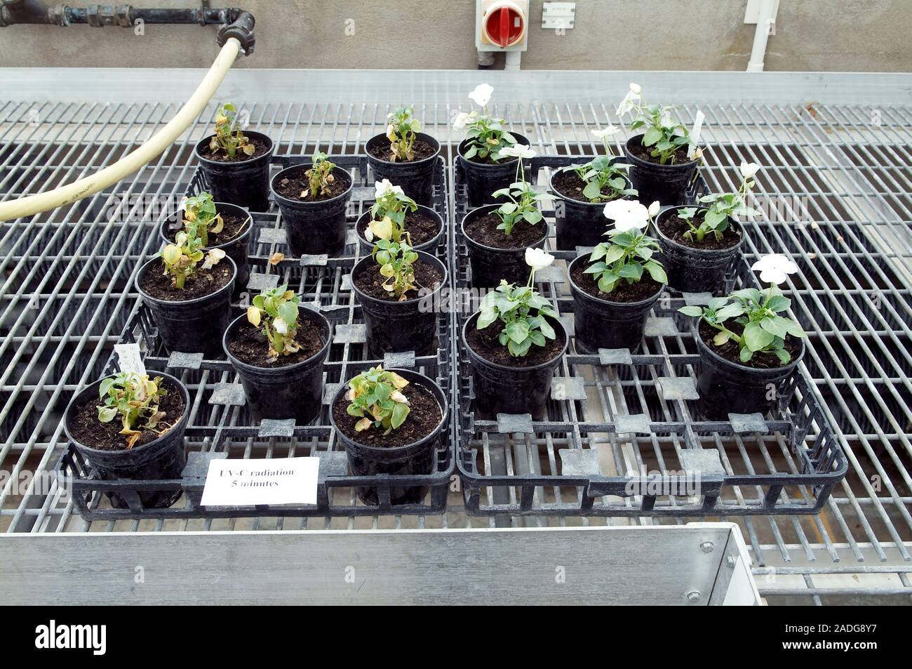 Plant research. Plants growing in pots in a laboratory. The plants in ...