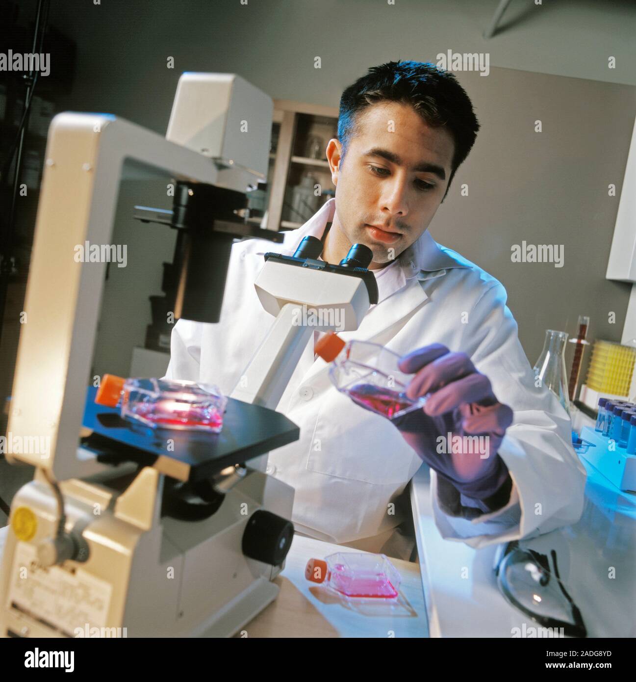 Biological research. Laboratory researcher using a light microscope to ...