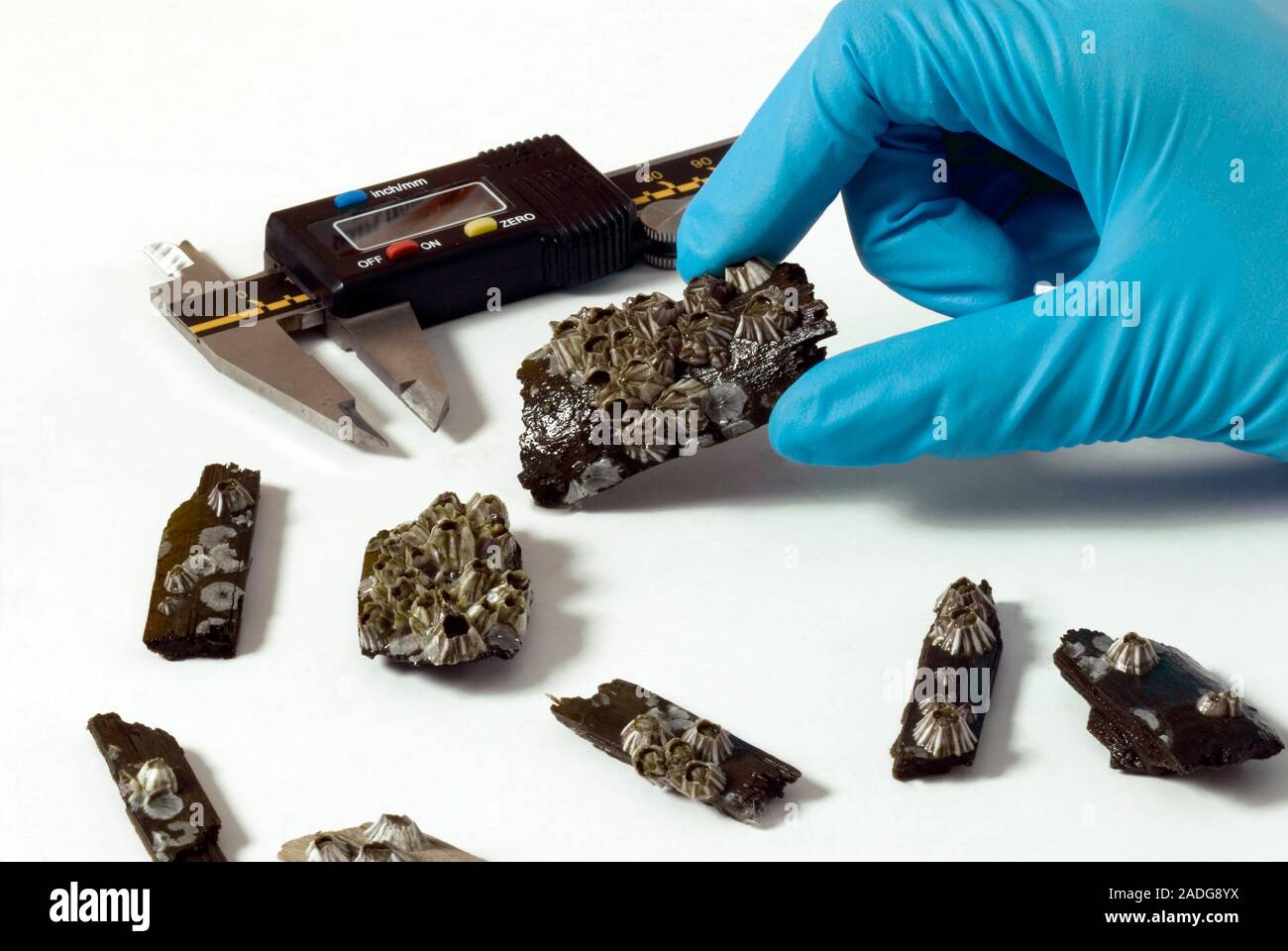 Barnacle research. Barnacles (Balanus amphitrite), on pieces of wood ...