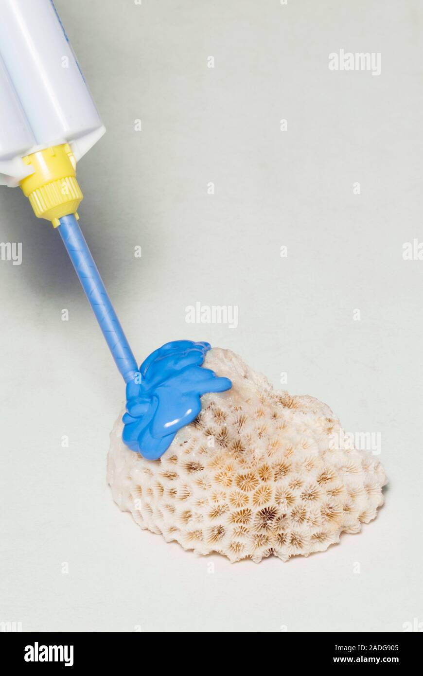 Coral reef research. Plastic resin mould being made of a coral ...