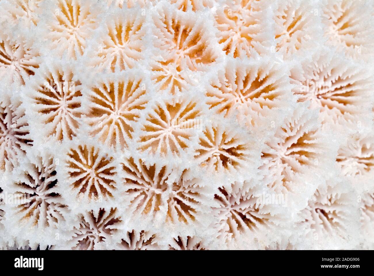 Coral reef research. Close-up of a coral exoskeleton, showing ...