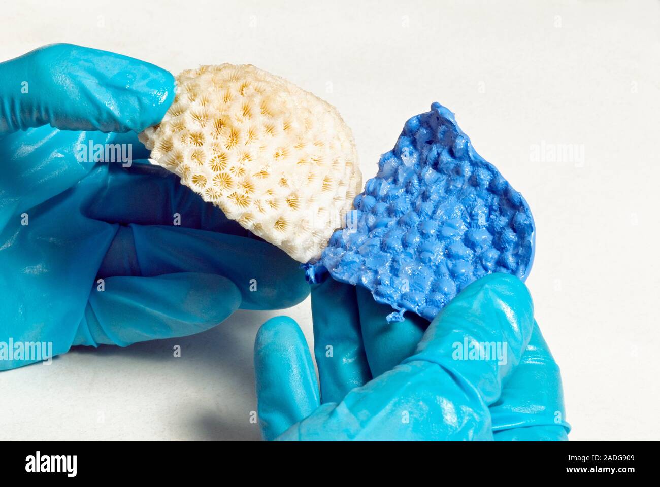 Coral reef research. Researcher removing a plastic resin mould that has ...