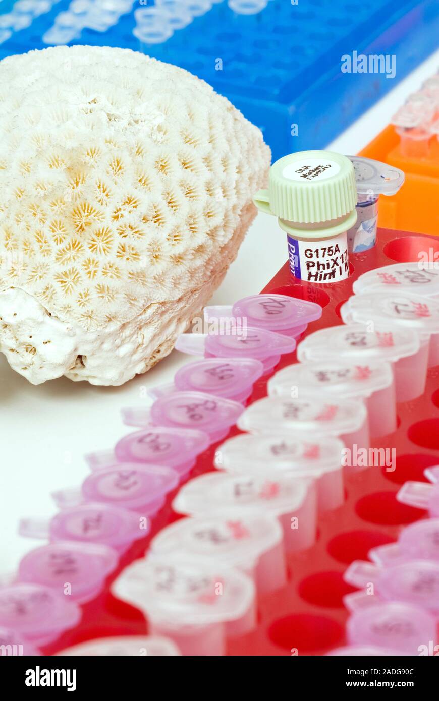 Coral reef research. Coral exoskeleton (left) next to laboratory ...