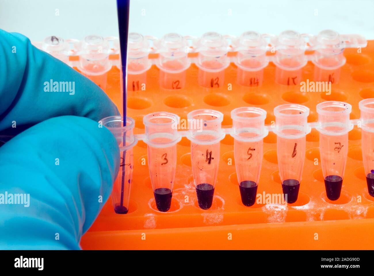 Coral reef research. Researcher carrying out an experiment in a ...