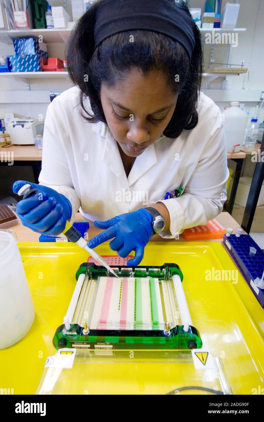 Coral reef research. Researcher injecting genetic material from a coral ...
