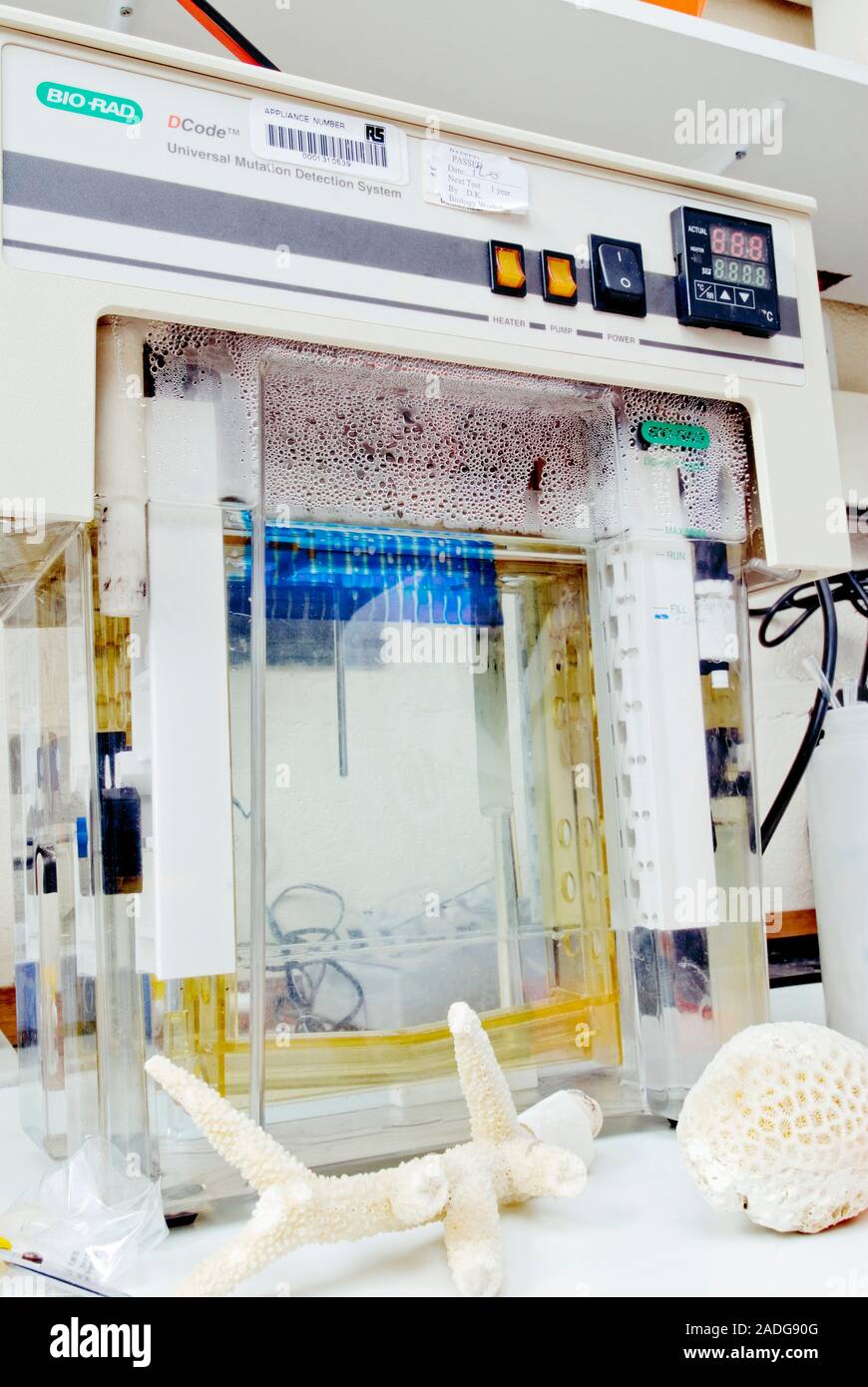 Coral reef research. Equipment being used in a laboratory as part of ...