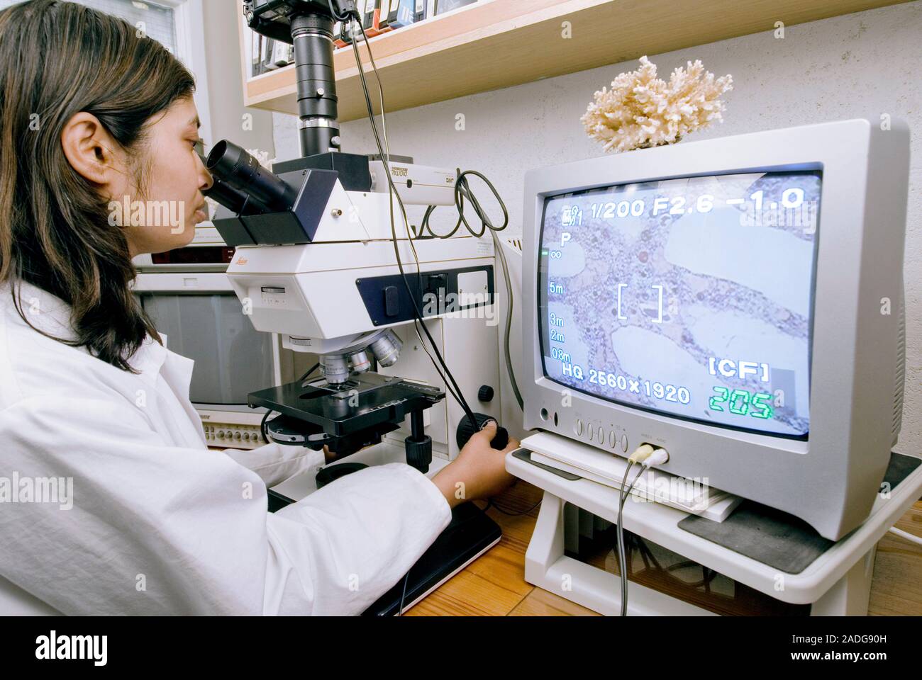 Coral reef research. Researcher using a light microscope (image shown ...