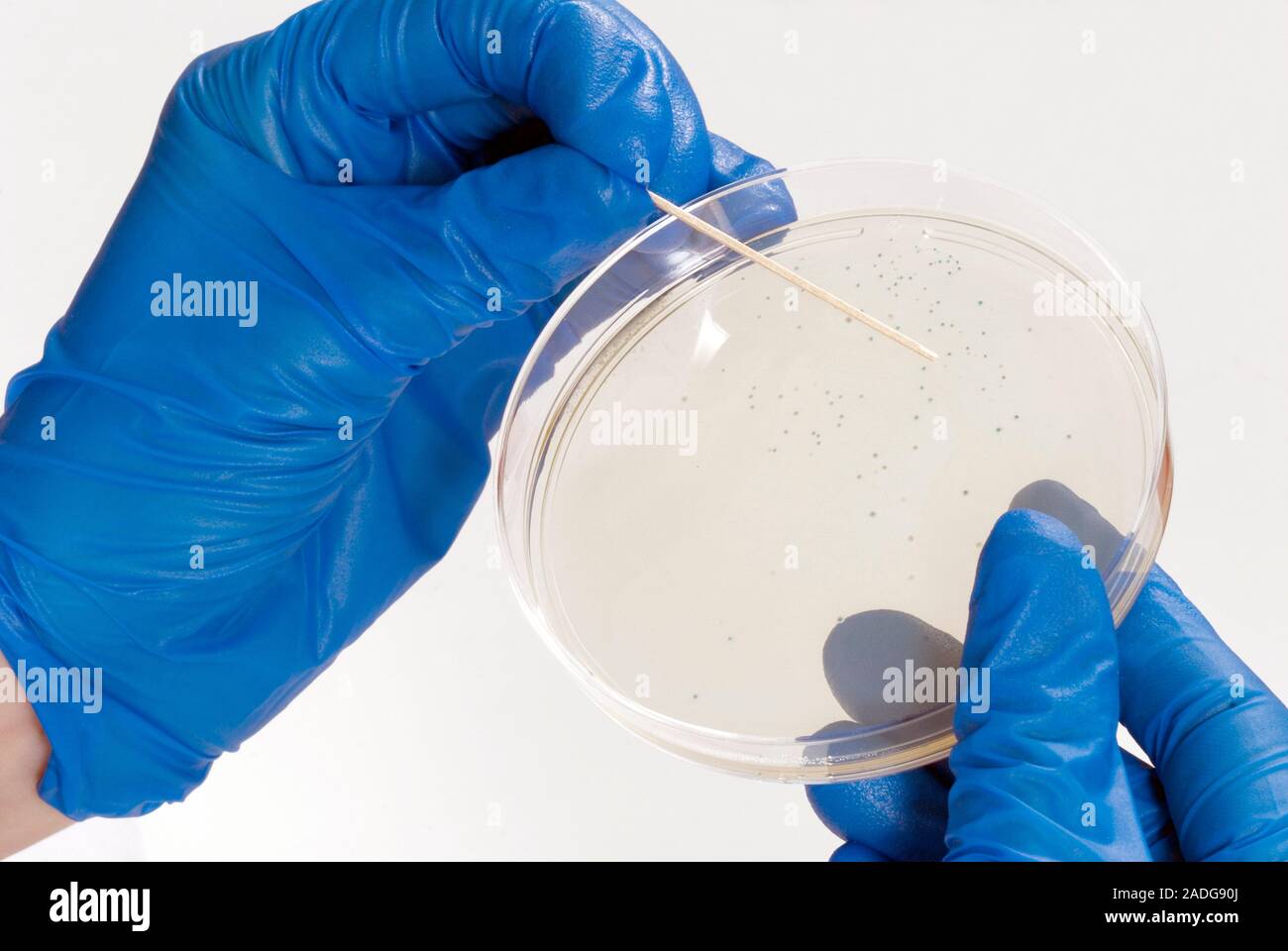 Genetic research. Researcher swabbing a petri dish to collect bacteria ...