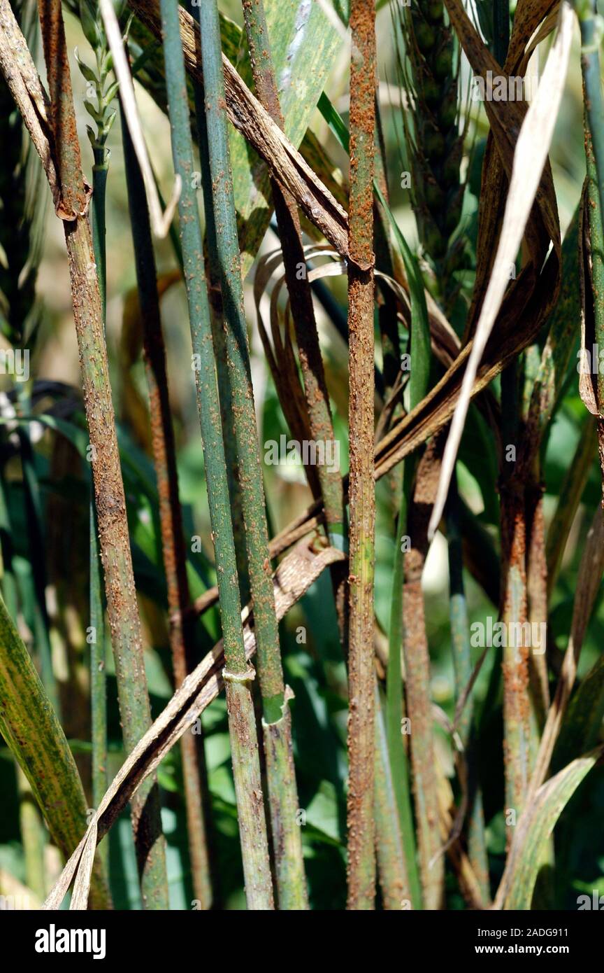 Wheat stem rust. Stems of wheat (Triticum sp.) infected with the rust ...