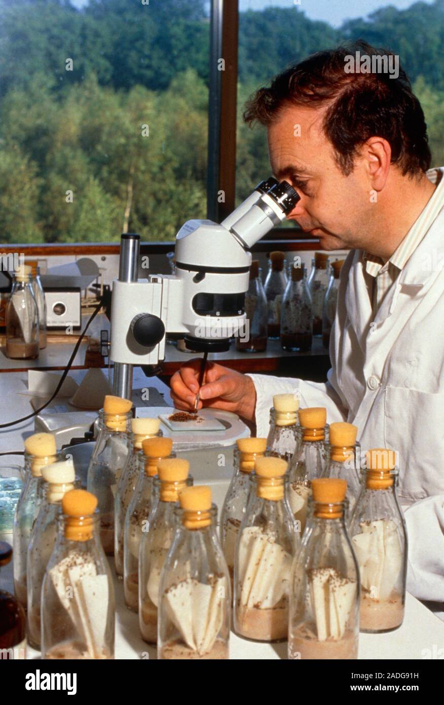 Genetic research. A biologist at a stereo light microscope sorts normal ...