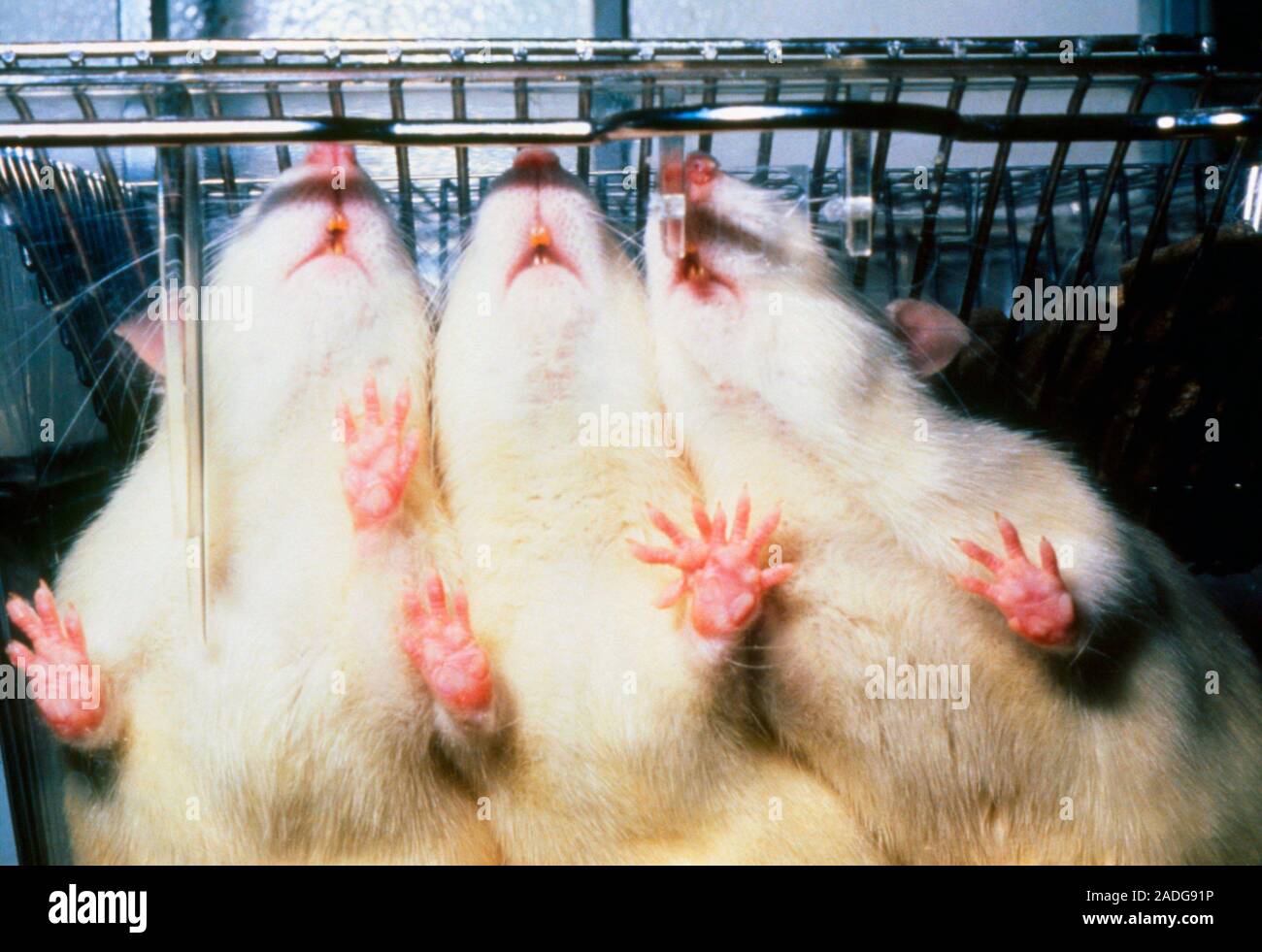 Laboratory mice. Three laboratory mice in a cage. The mice have their ...