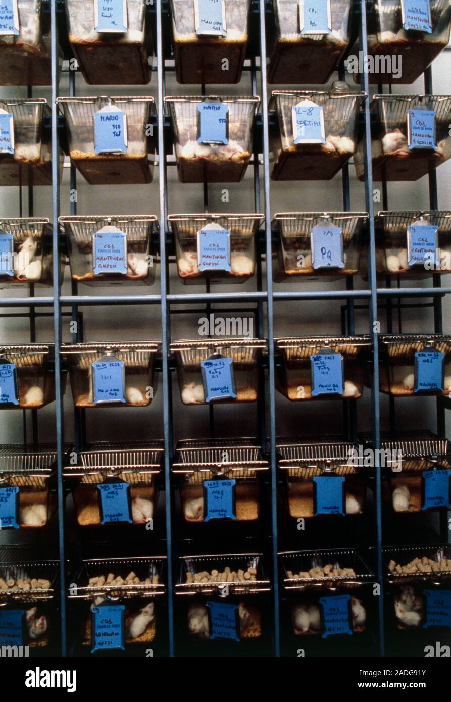 Laboratory mice. Cages of laboratory mice undergoing experimentation ...