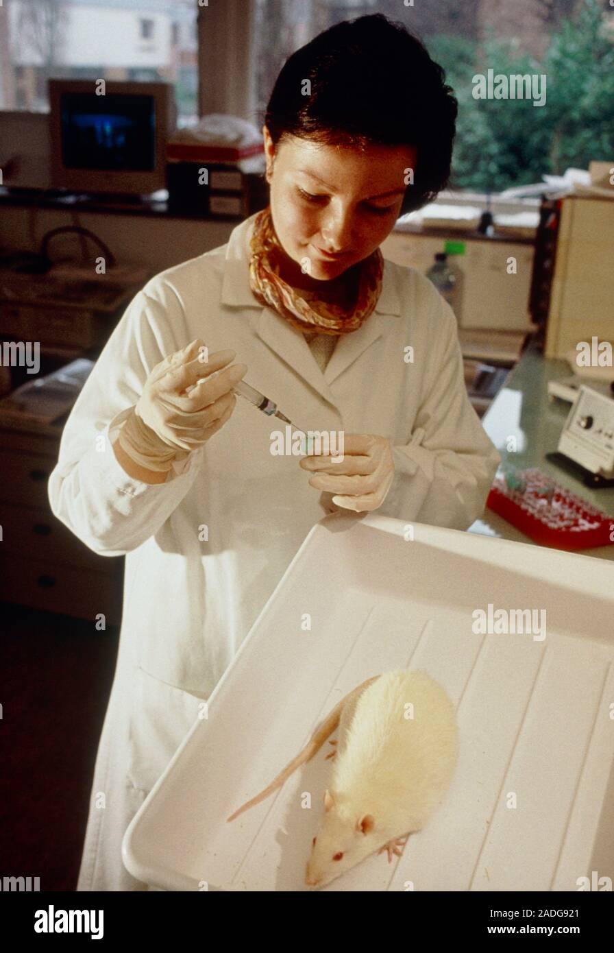 Obesity research. Technician prepares an insulin injection for an obese ...