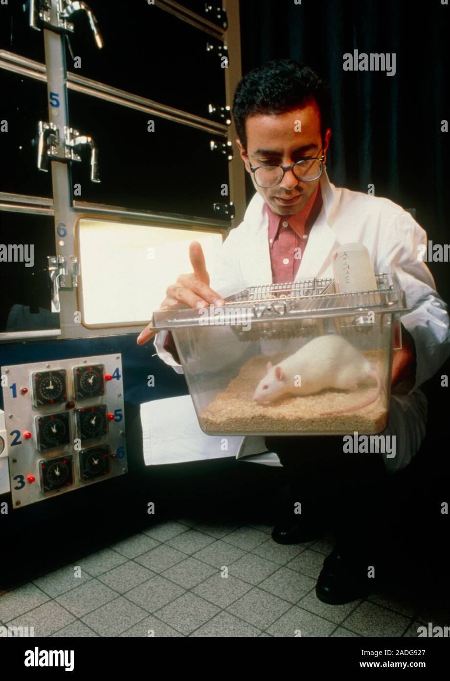Animal experiment. Researcher examining a white laboratory rat during ...