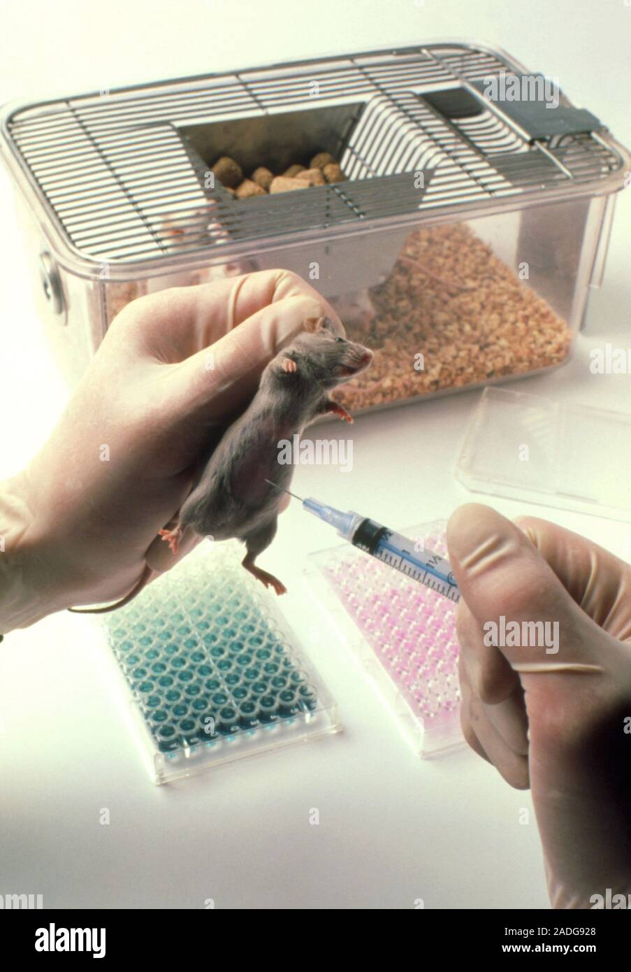 Animal experiment. Brown laboratory mouse being injected during an ...