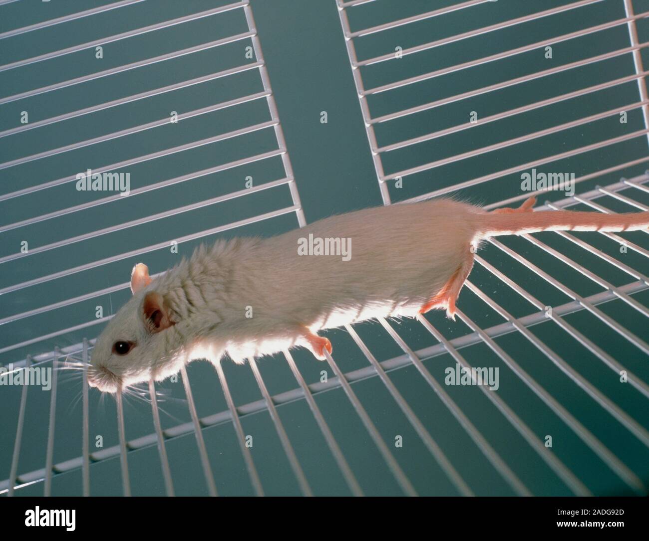Laboratory mouse. Caged laboratory mouse for use in animal experiments ...