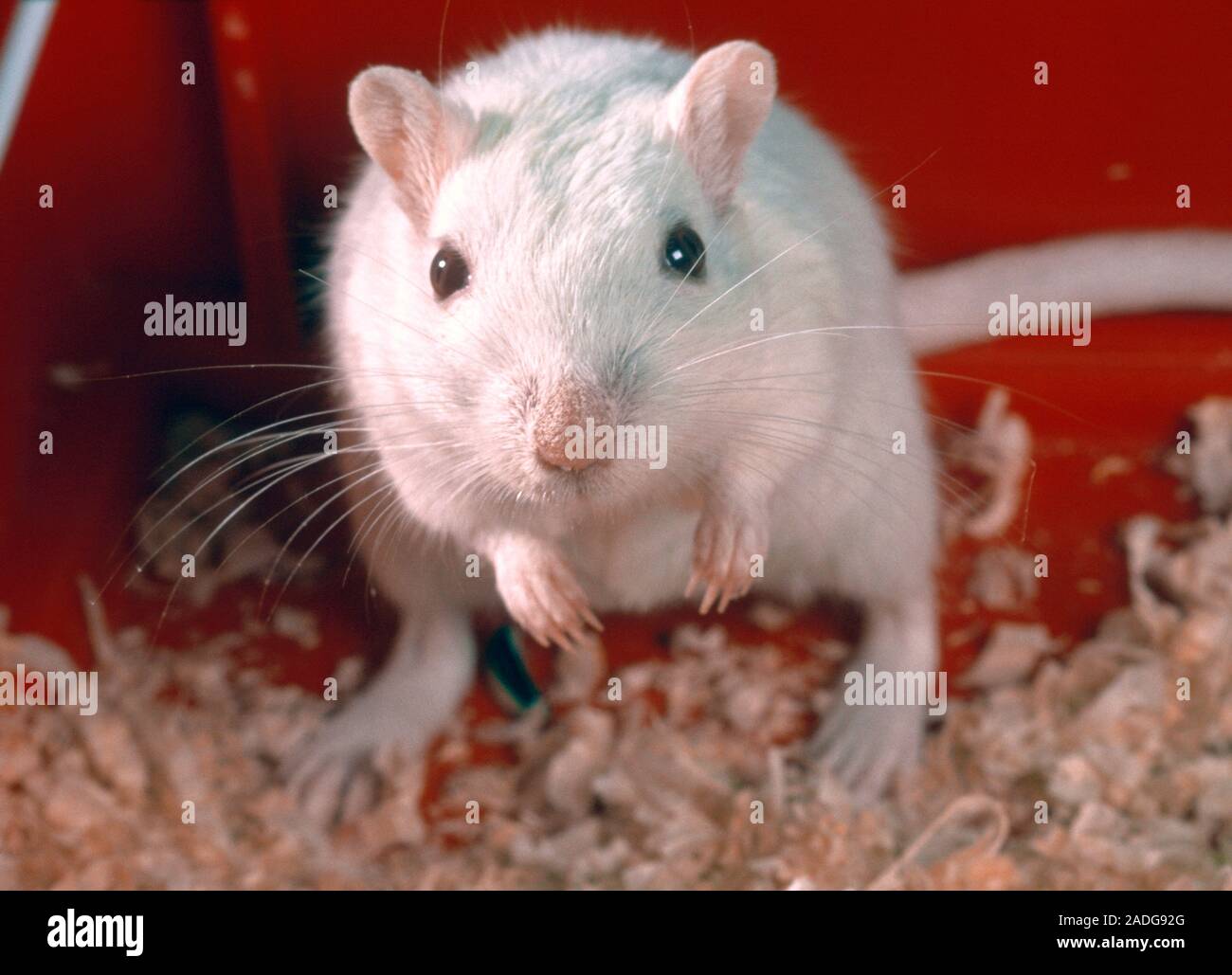Laboratory mouse. Laboratory mouse for use in animal experiments ...