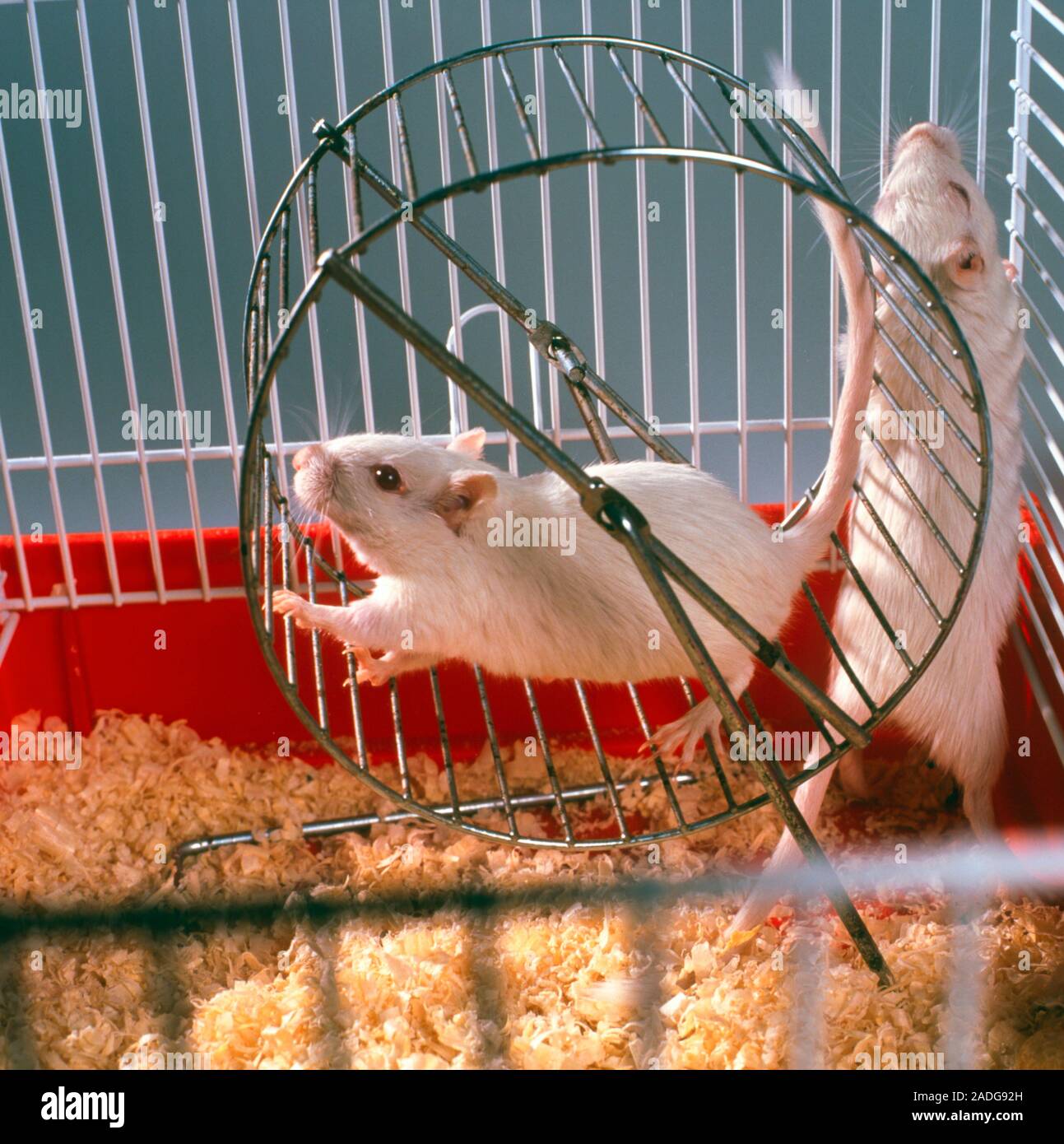 Laboratory mice. Caged laboratory mice for use in animal experiments ...
