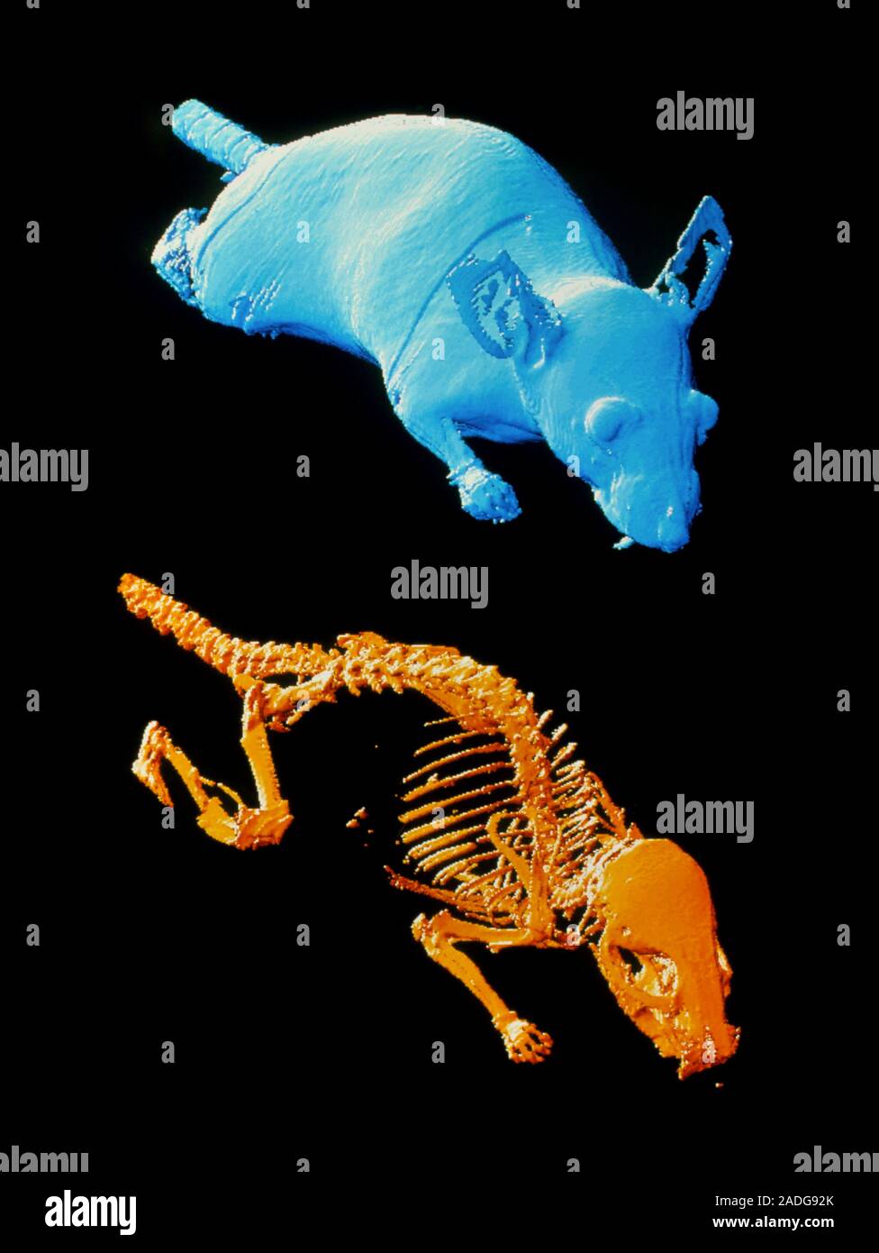 Mouse CT scans. Coloured three-dimensional (3-D) computed tomography ...