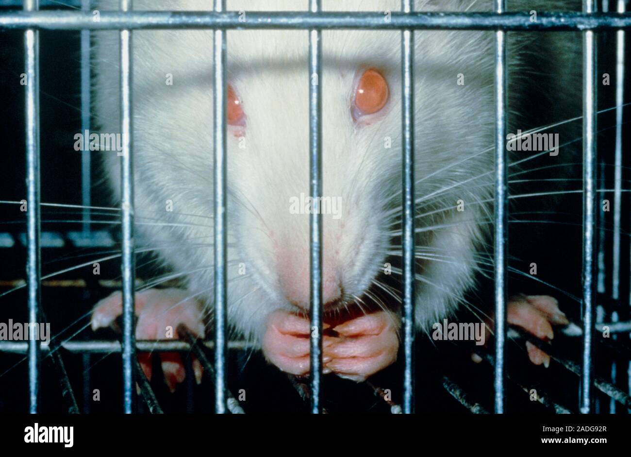 Rat in a cage. Albino laboratory rat (Rattus norvegicus) in a cage ...