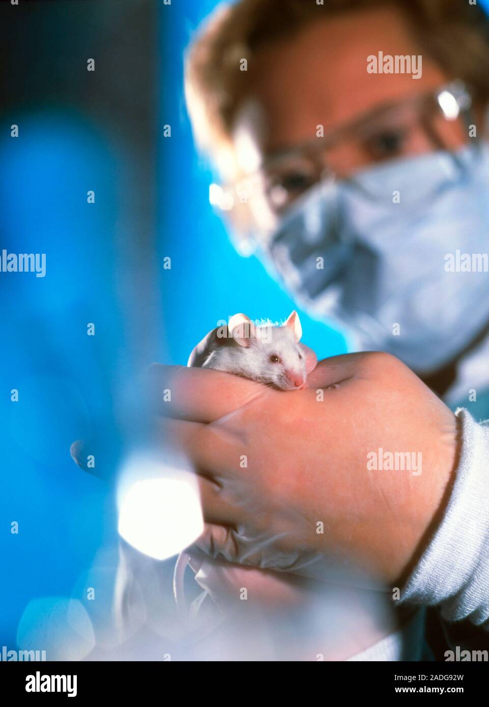 Laboratory mouse. Technician holding a laboratory mouse (Mus musculus ...