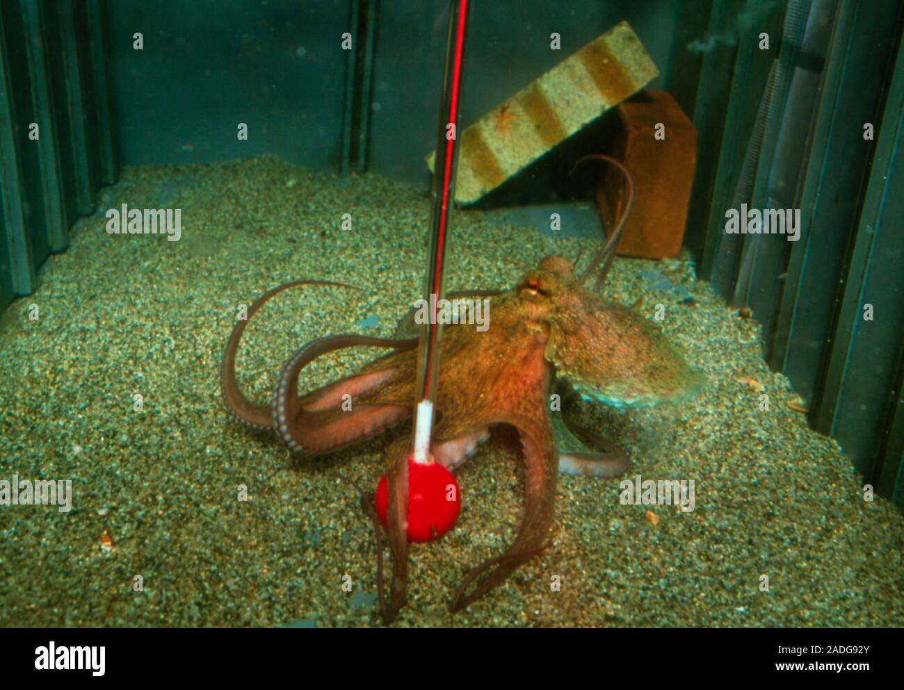 Octopus research. Common octopus (Octopus vulgaris) involved in a ...