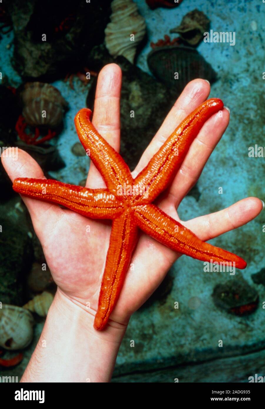 Starfish research. Hand of a marine biologist holding a starfish ...