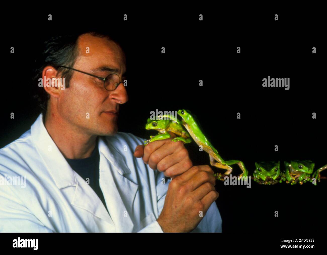 Tree frog research. Male biologist studying tree frogs (Phyllomedusa ...