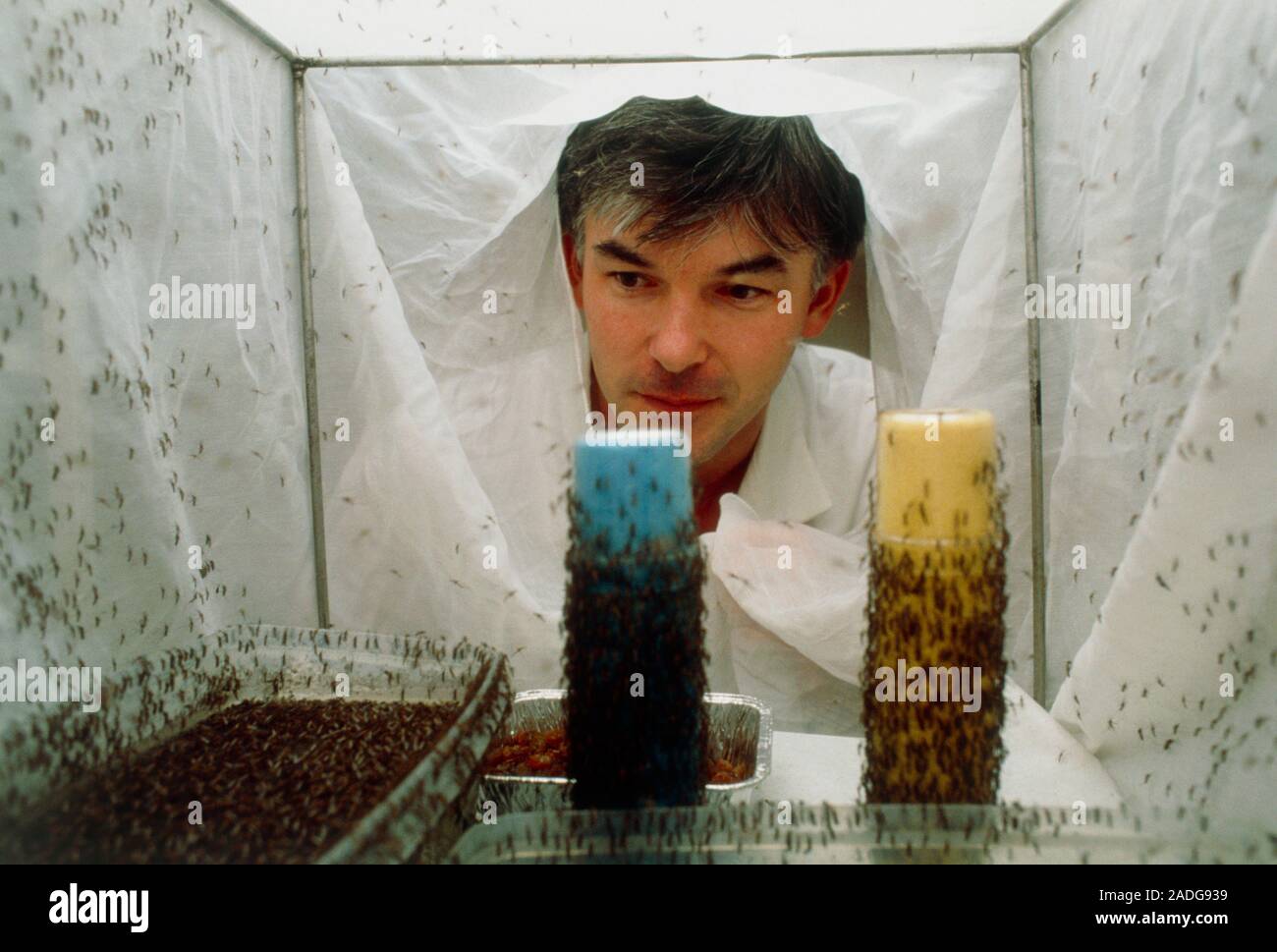 Mosquito research. Male biologist studying a laboratory breeding cage ...